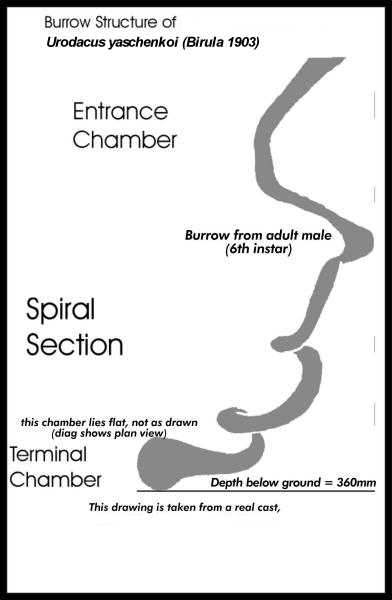 3D Printed Scorpion Burrow – SONIFICATION.COM